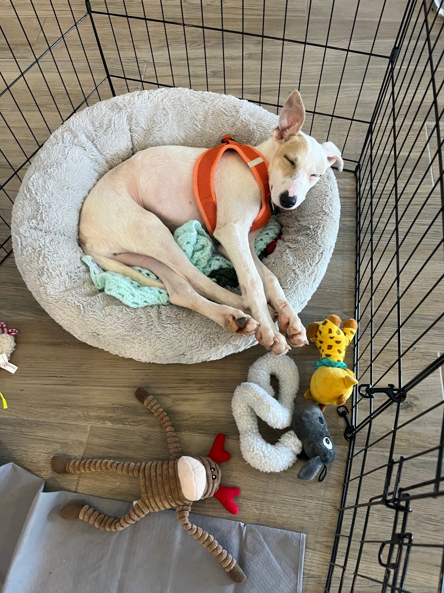 The Sweet Story of Momo – Dog Star Academy