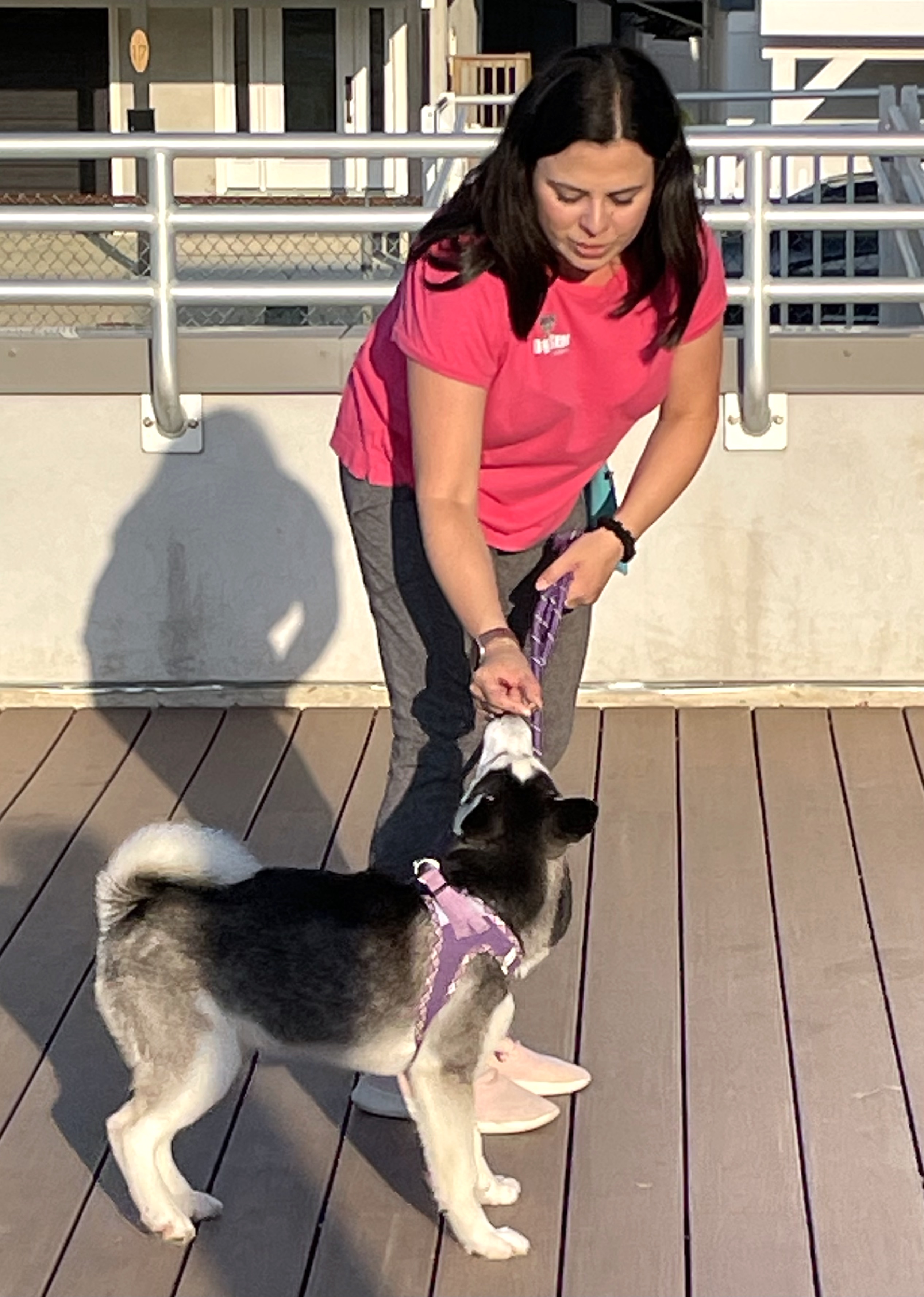 Dog Star Academy – Dog Training & Behavior Modification