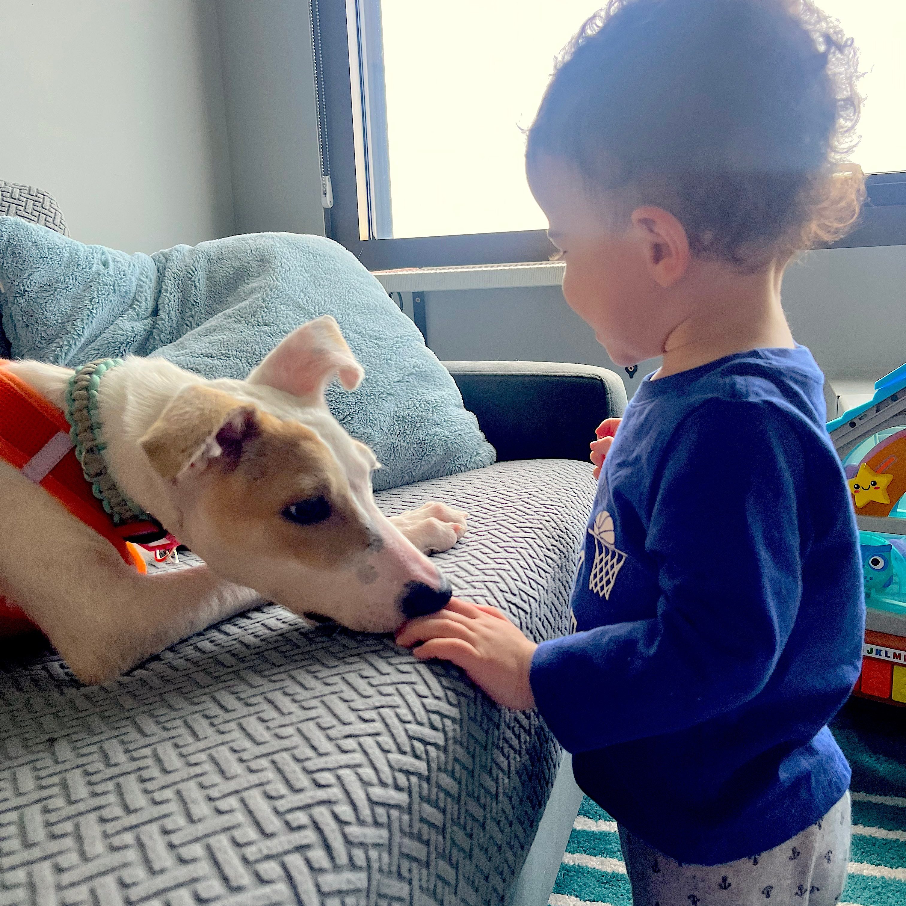 The Sweet Story of Momo – Dog Star Academy