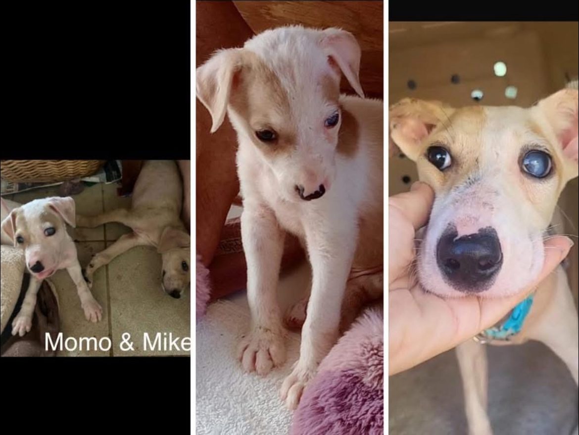 The Sweet Story of Momo – Dog Star Academy